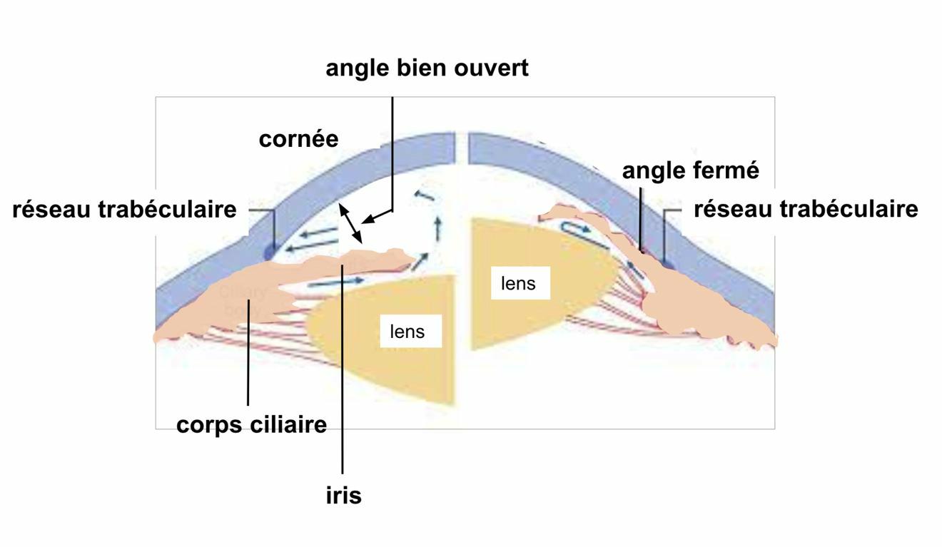En quoi consistent le dépistage et le suivi du glaucome ? | Belgian ...